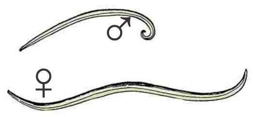 Biologiya 7-ci sinif